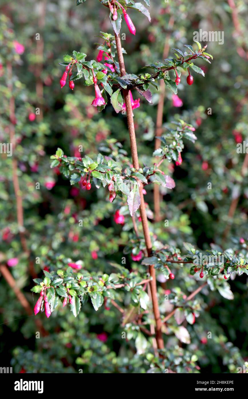 Fuchsia microphylla small leaf fuchsia – deep pink tubular flowers and ...