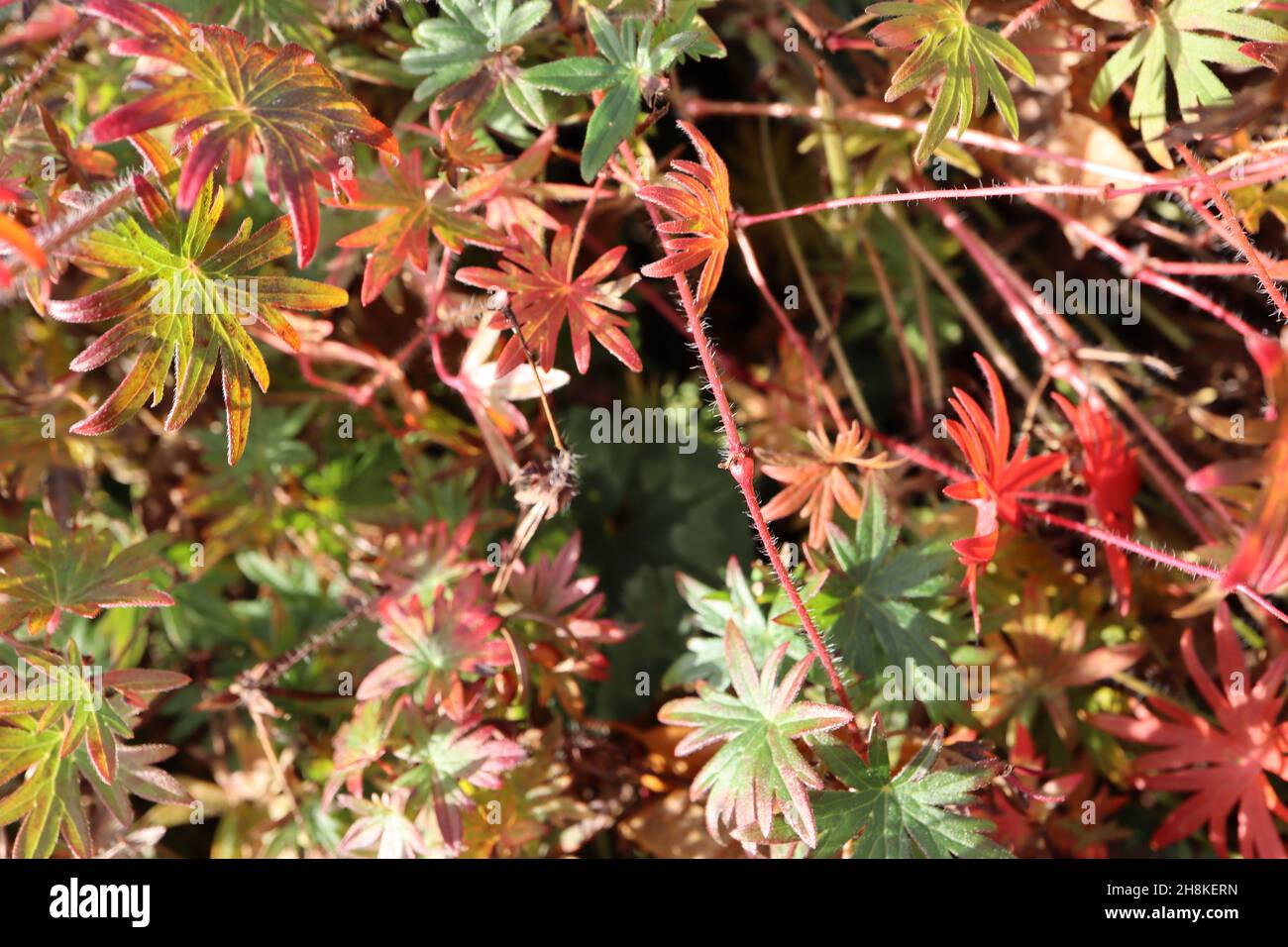 Geranium sanguineum ‘Max Frei’ bloody cranesbill Max Frei – small red ...