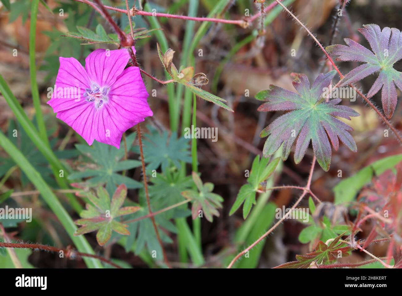 Red geranium autumn fall leaves hi-res stock photography and images - Alamy