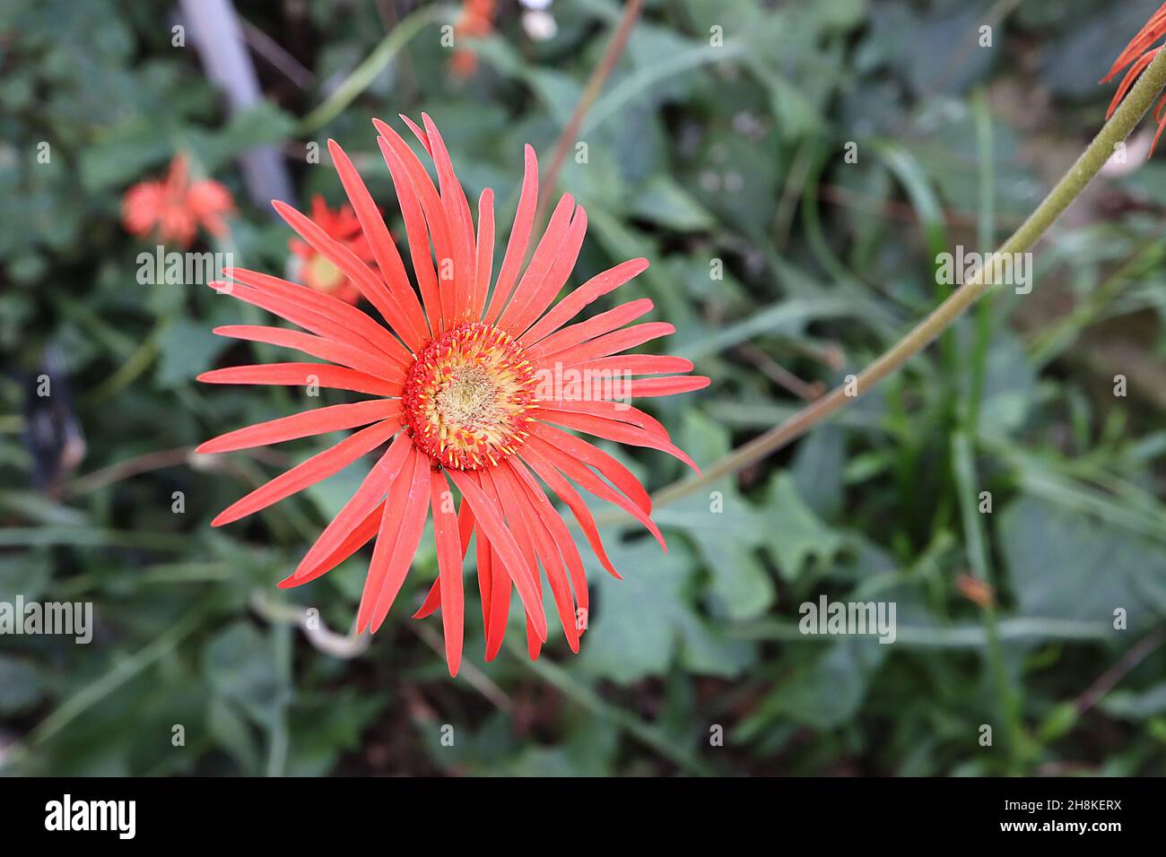 Gerbera jamesonii Transvaal daisy – double coral orange flowers with ...
