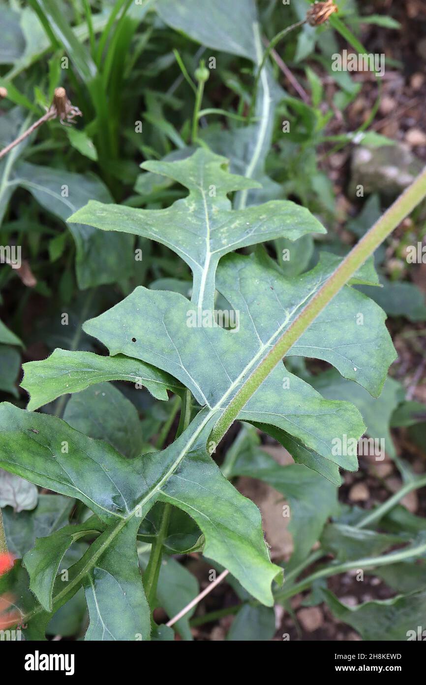 Gerbera Jamesonii Leaf