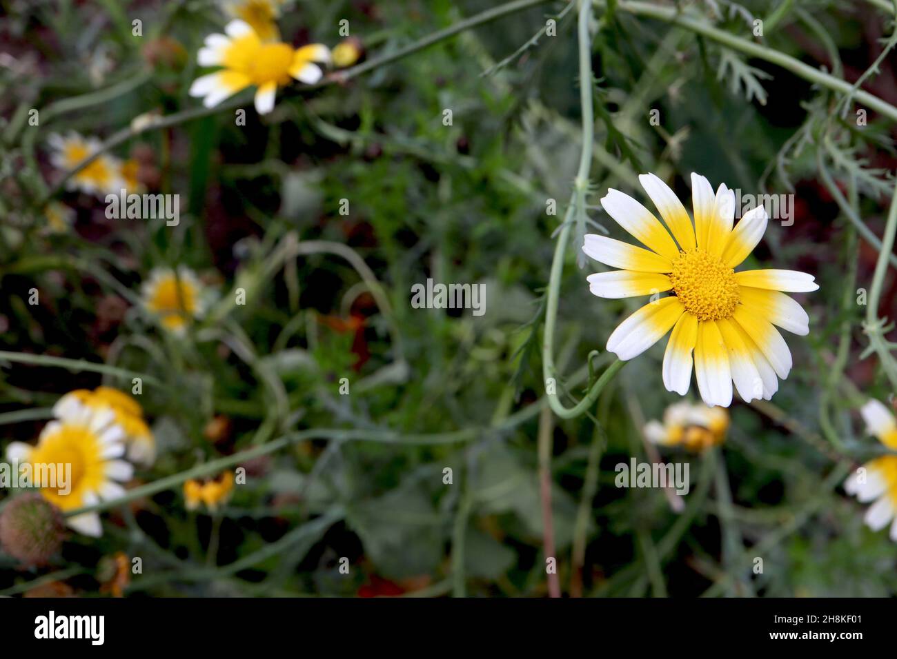 Large white daisy flowers hi-res stock photography and images - Alamy