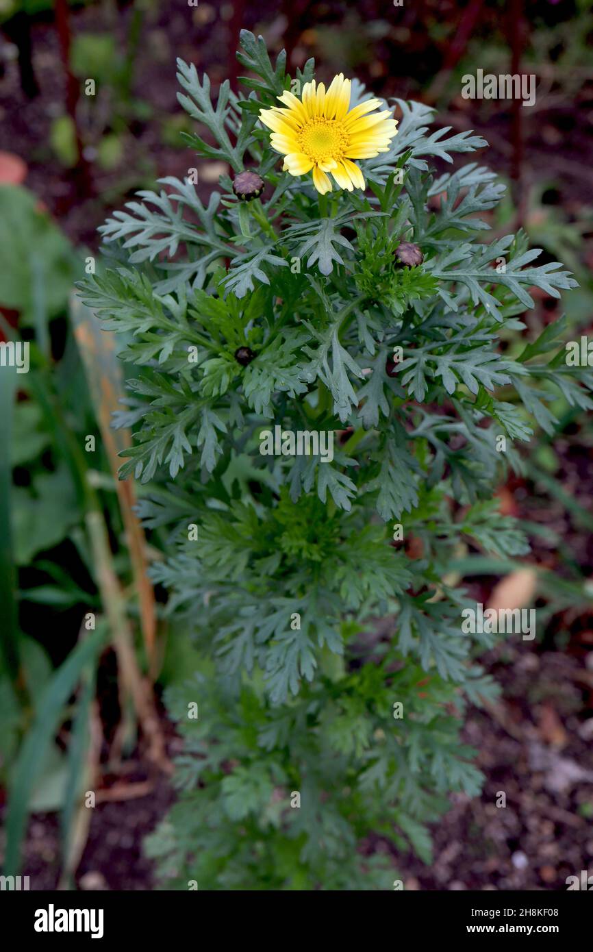 Glebionis coronaria crown daisy – cream daisies with yellow halo and ...