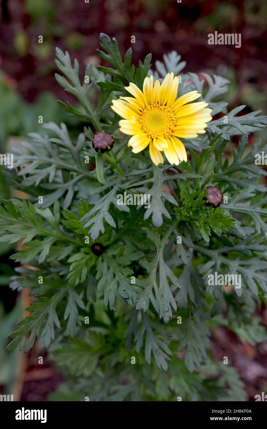 Glebionis coronaria crown daisy – cream daisies with yellow halo and ...
