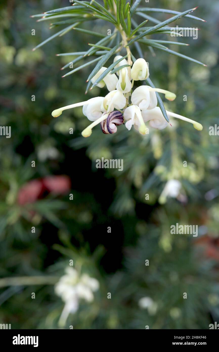 Grevillea ‘White Knight’ Spider flower White Knight – coiled white and ...