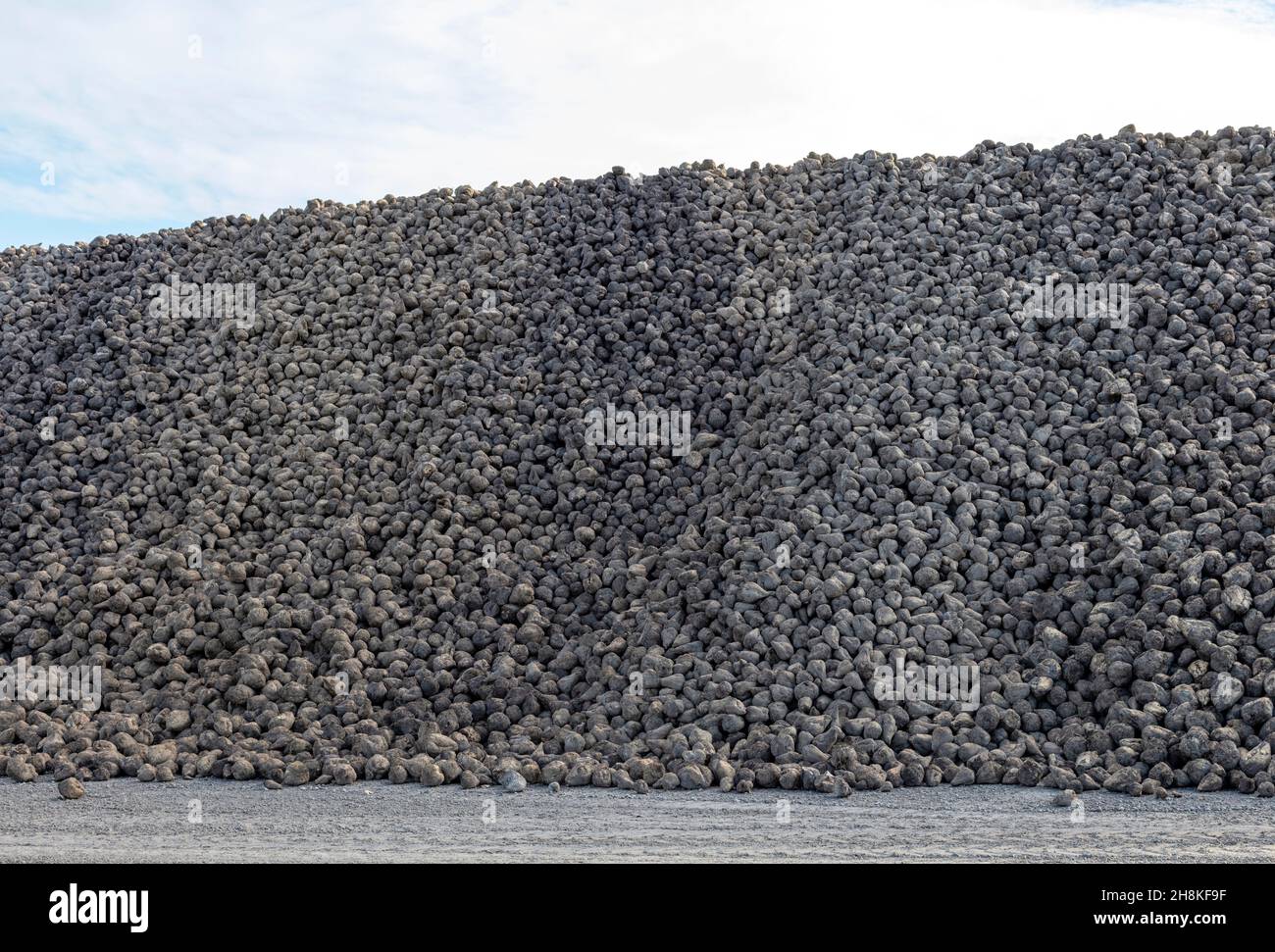 Sugar beet harvest usa hi-res stock photography and images - Alamy