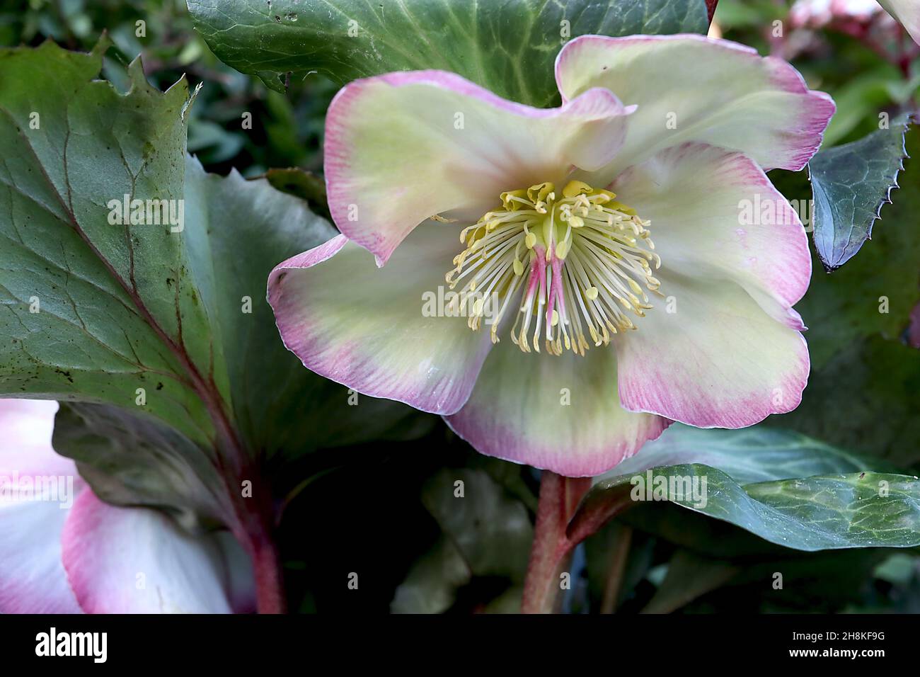 Helleborus Frostkiss Cheryl’s Shine hellebore Cheryl’s Shine – flat ...