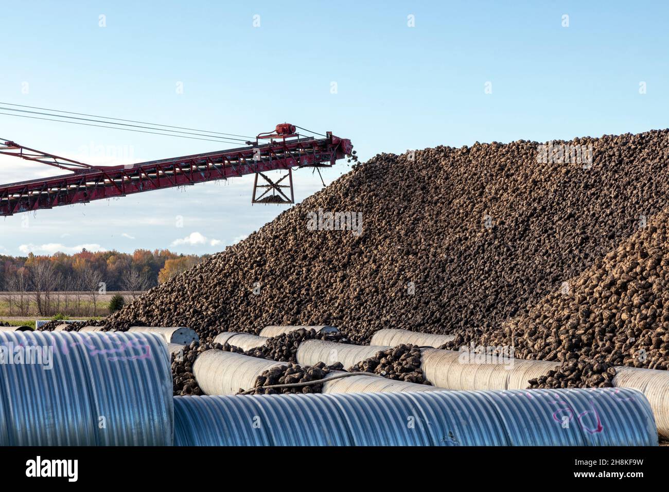 Sugar beet harvest, Autumn, Saginaw County, MI, USA, by James D ...
