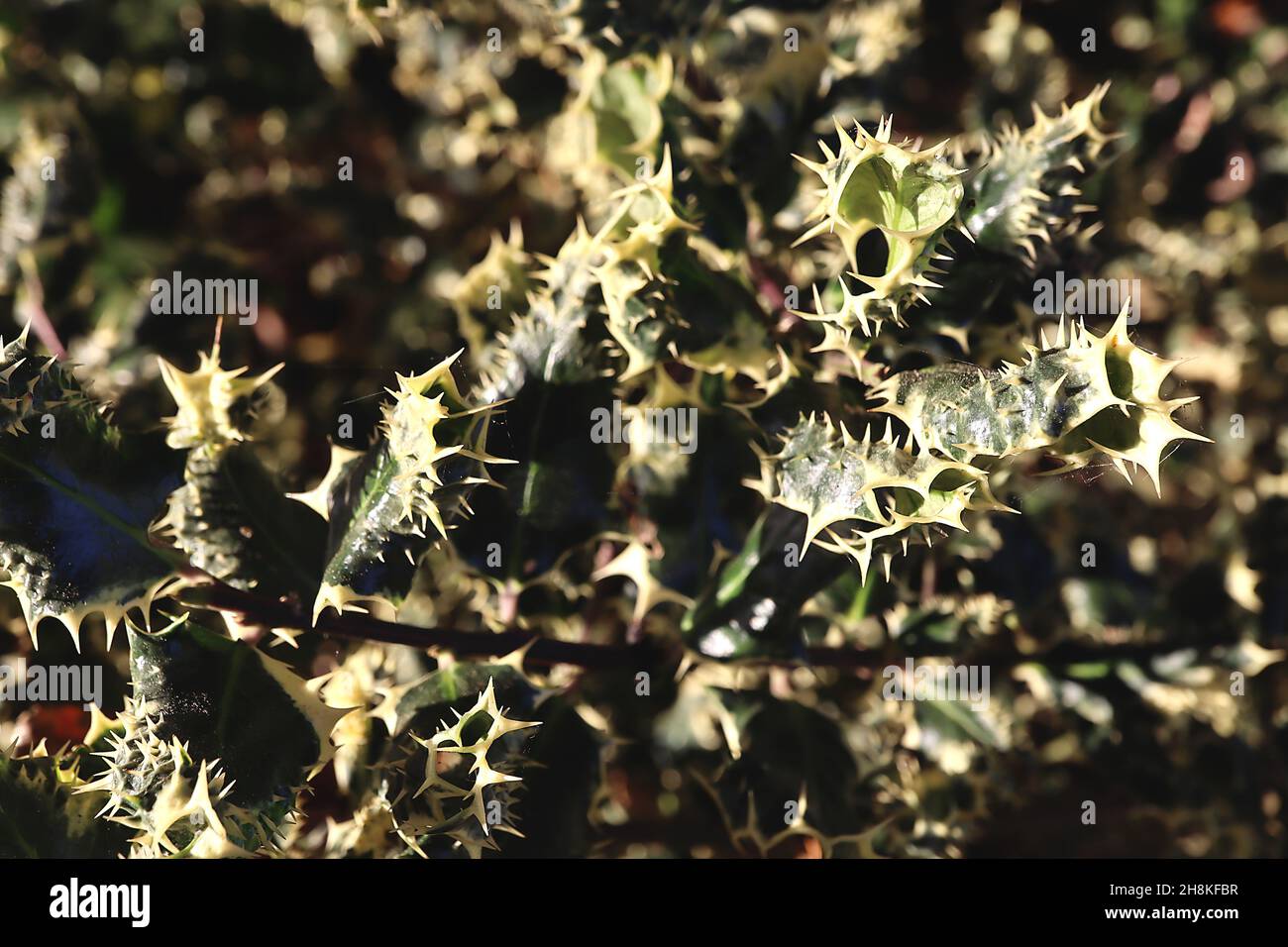 Ilex aquifolium ‘Ferox Argentea’ silver hedgehog holly – mid green ...