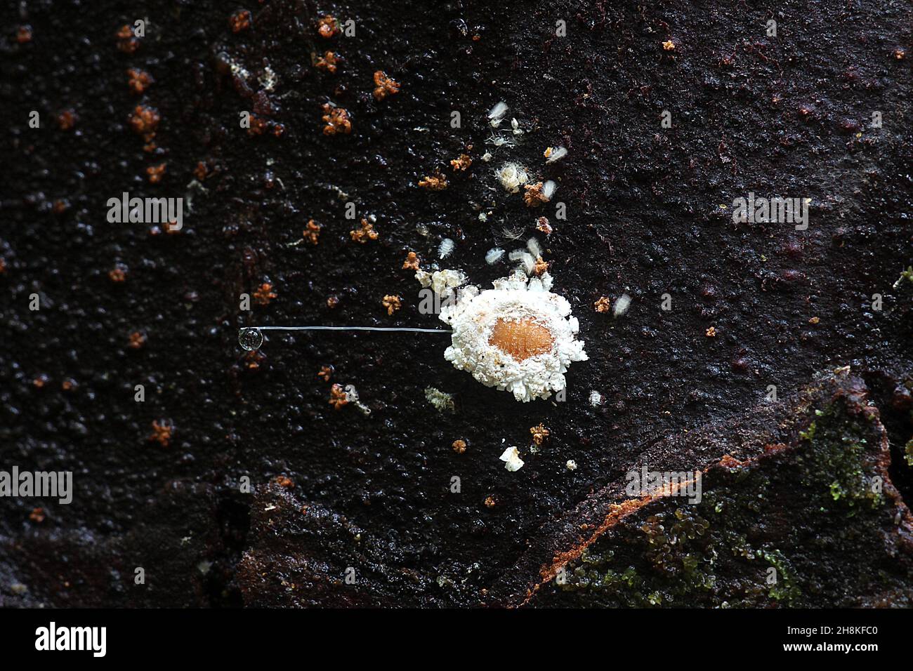 Scale insect with honeydew droplet Stock Photo - Alamy
