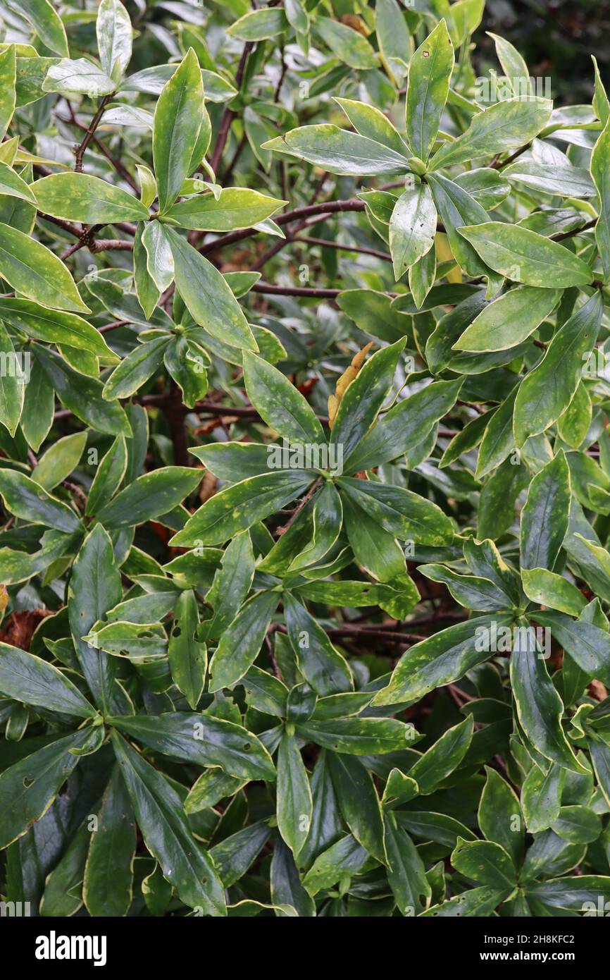 Illicium anisatum Japanese star anise – glossy lance-shaped dark green ...