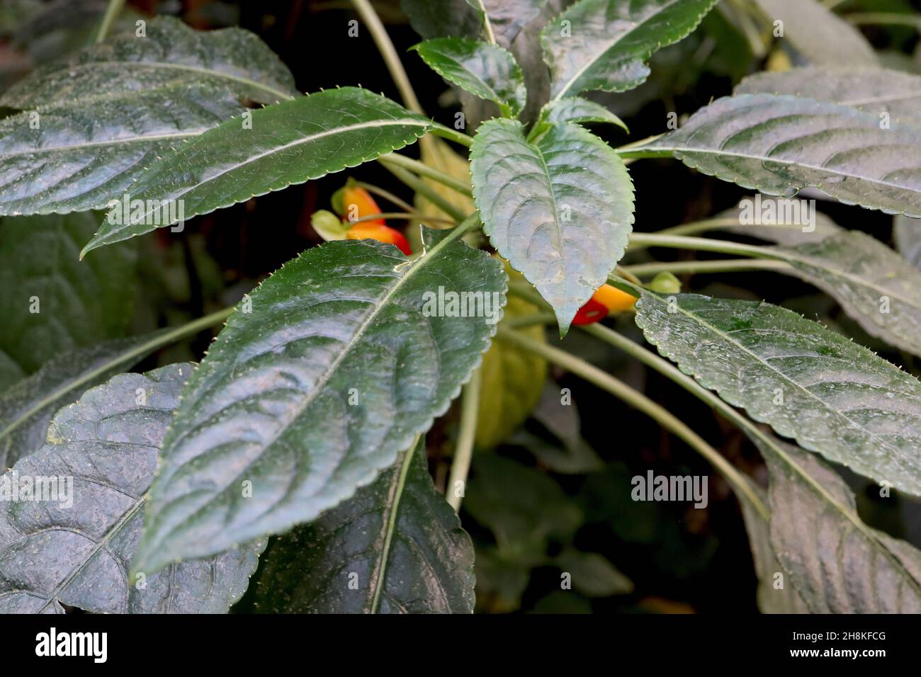 Green and yellow tail hi-res stock photography and images - Alamy