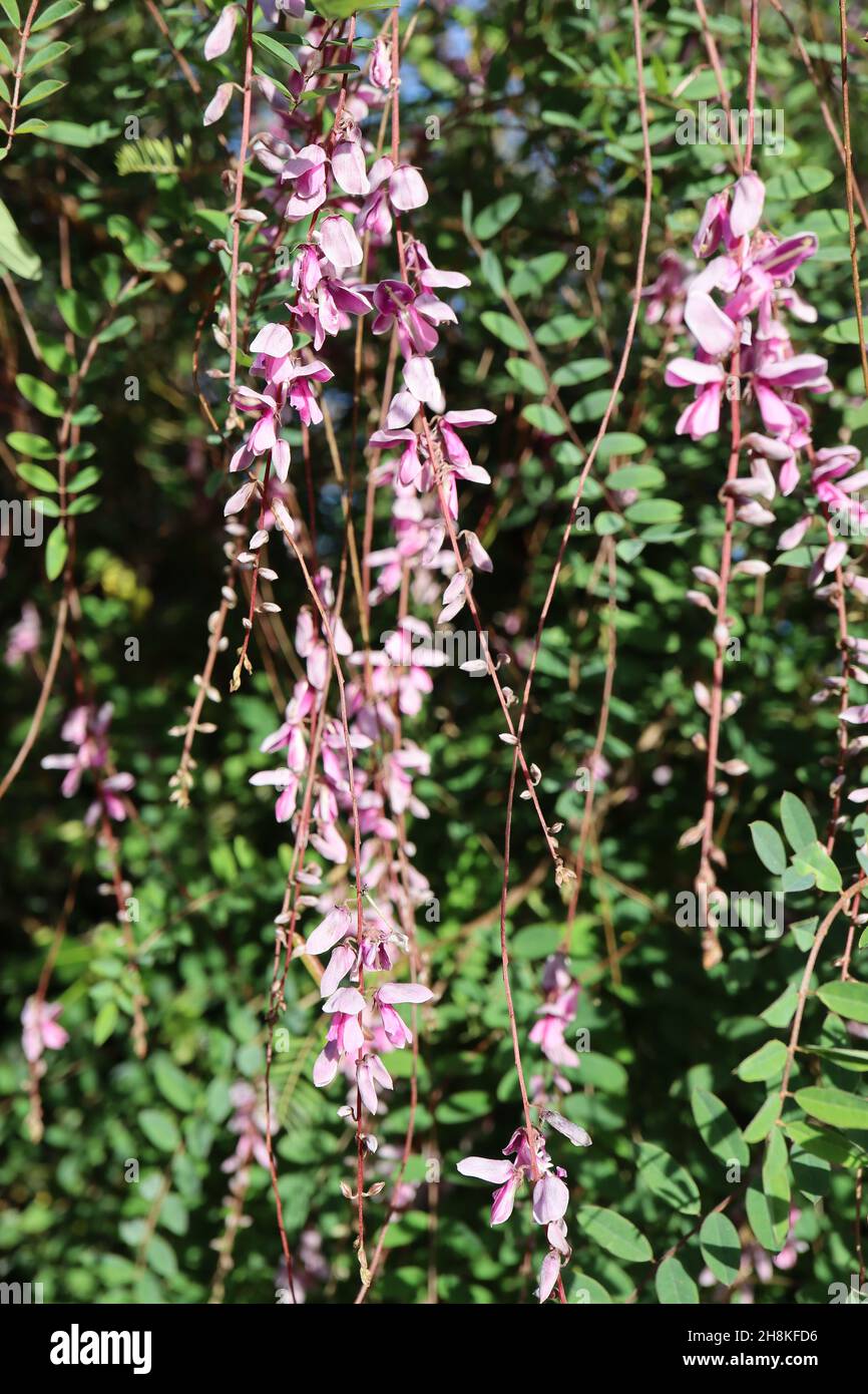 Indigofera pendula weeping indigo – pendulous racemes of pea-like deep ...