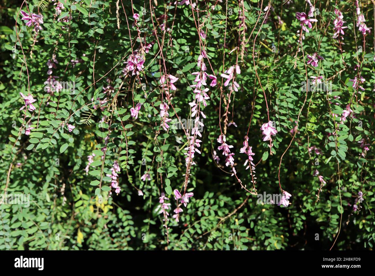 Indigofera pendula weeping indigo – pendulous racemes of pea-like deep ...
