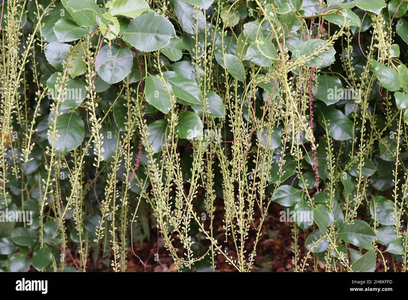 Itea ilicifolia holly-leaved sweet spire – long pendulous racemes of ...