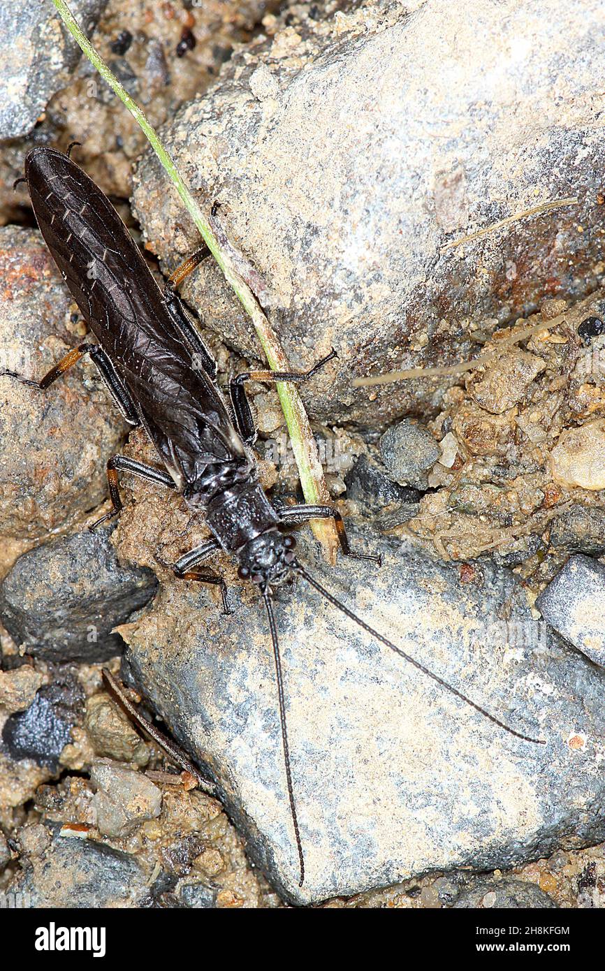 Black stonefly hi-res stock photography and images - Alamy