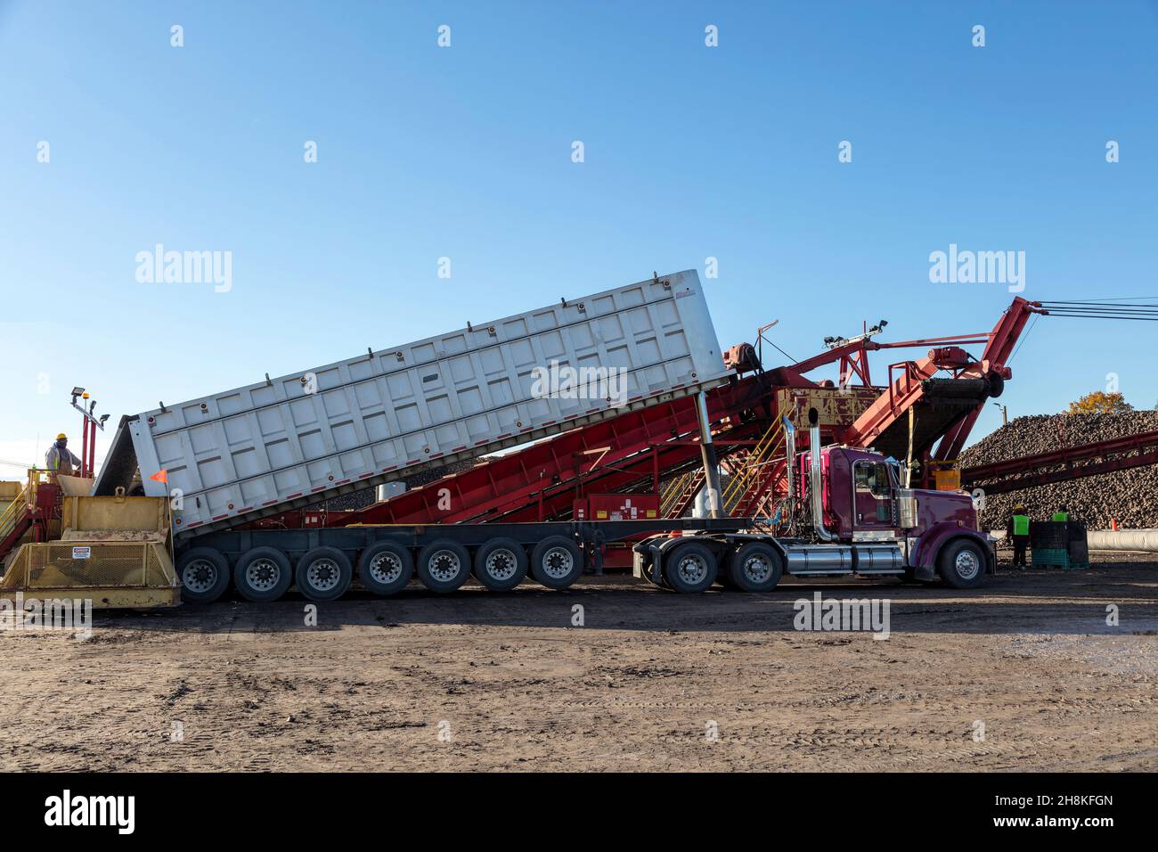 Sugar beet harvest, Autumn, Saginaw County, MI, USA, by James D ...