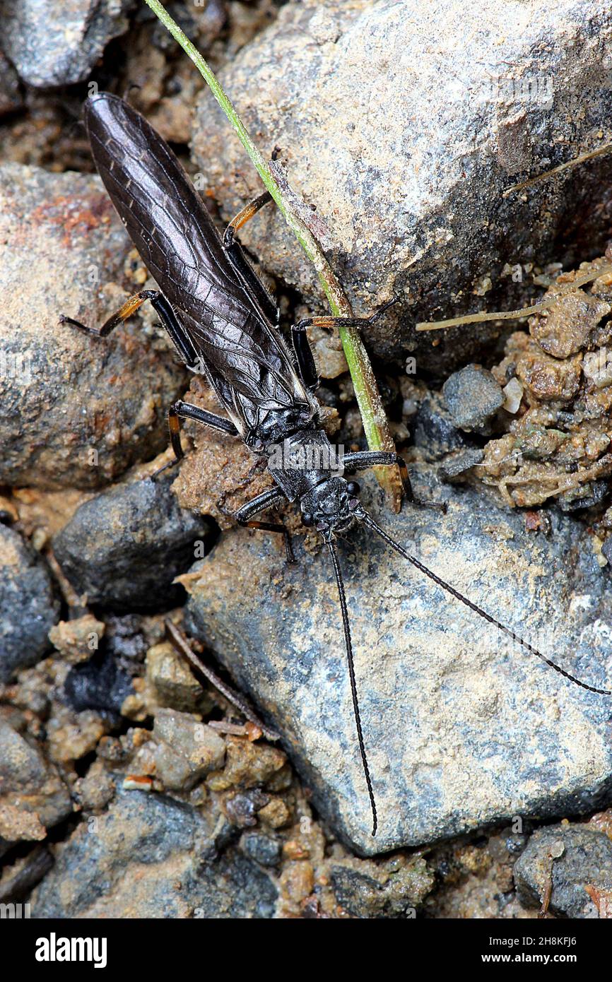 Cyrene hi-res stock photography and images - Alamy