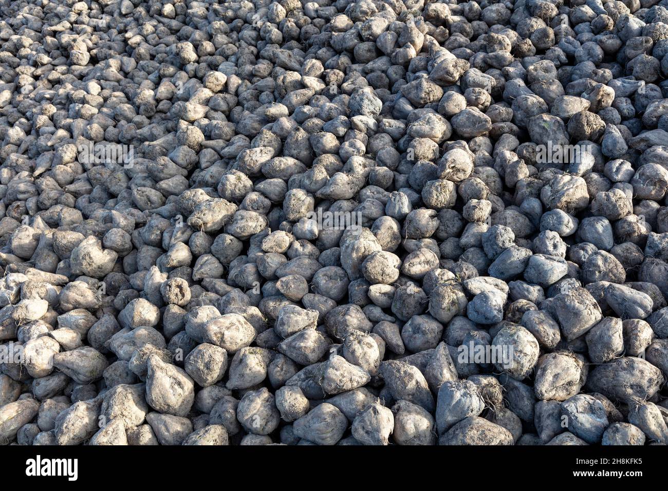 Sugar beet harvest hi-res stock photography and images - Alamy