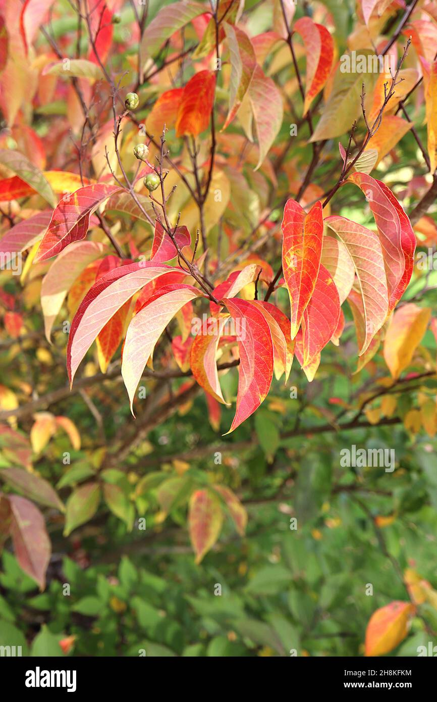 Lagerstroemia fauriei Japanese crape myrtle – mid green glossy berries ...