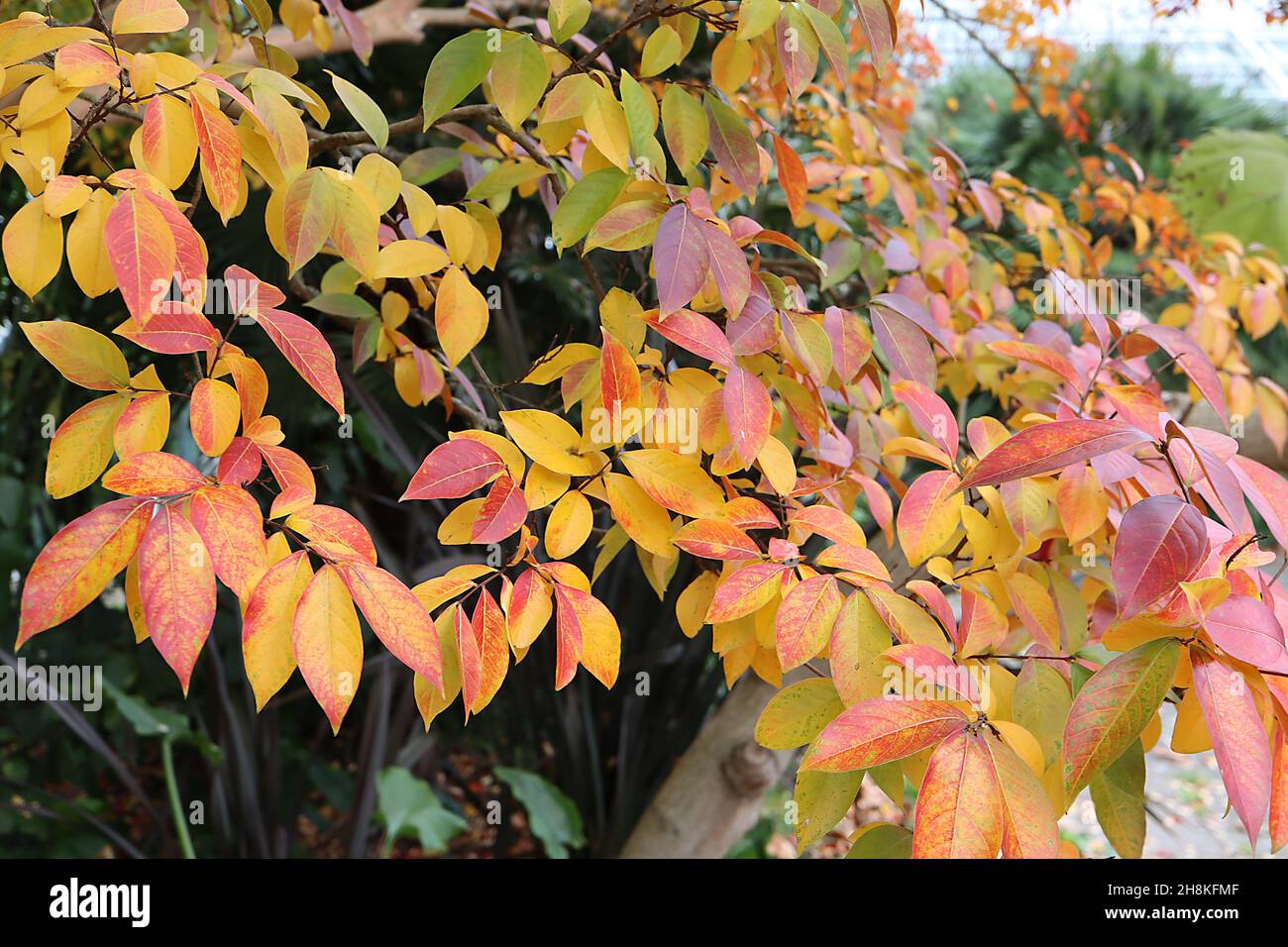 Lagerstroemia ‘Muskogee’ crape myrtle Muskogee - yellow, orange and red ...