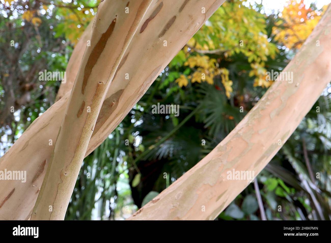 Lagerstroemia ‘Muskogee’ crape myrtle Muskogee – pale orange buff ...