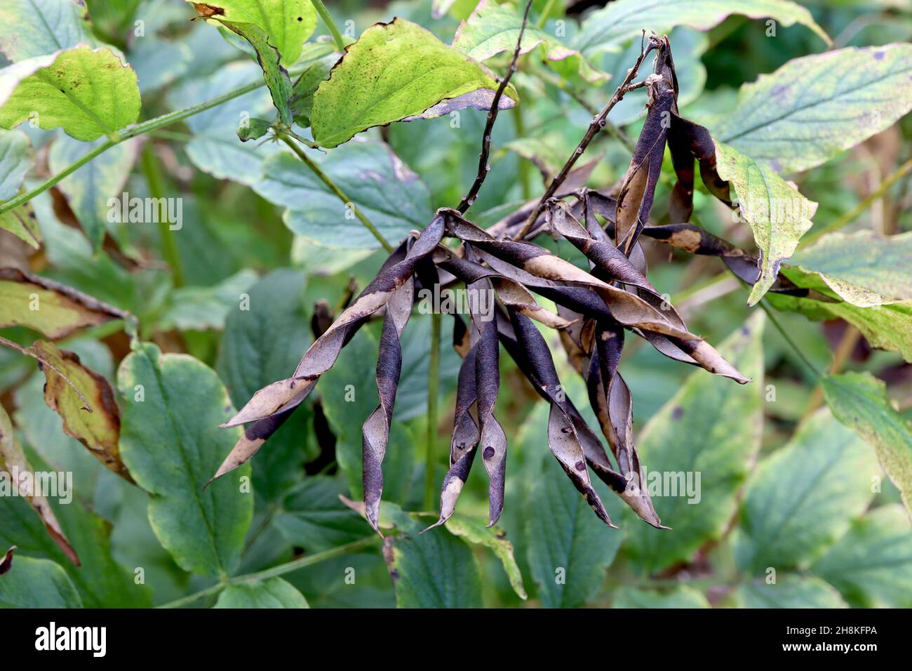 Long seed hi-res stock photography and images - Alamy