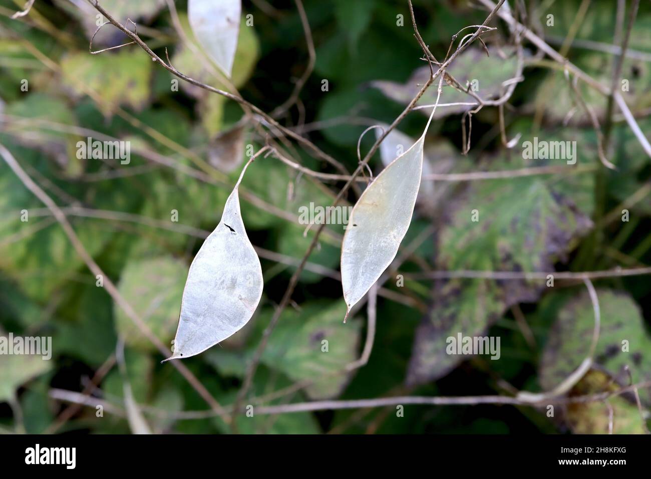 Lance shaped seed pods hi-res stock photography and images - Alamy