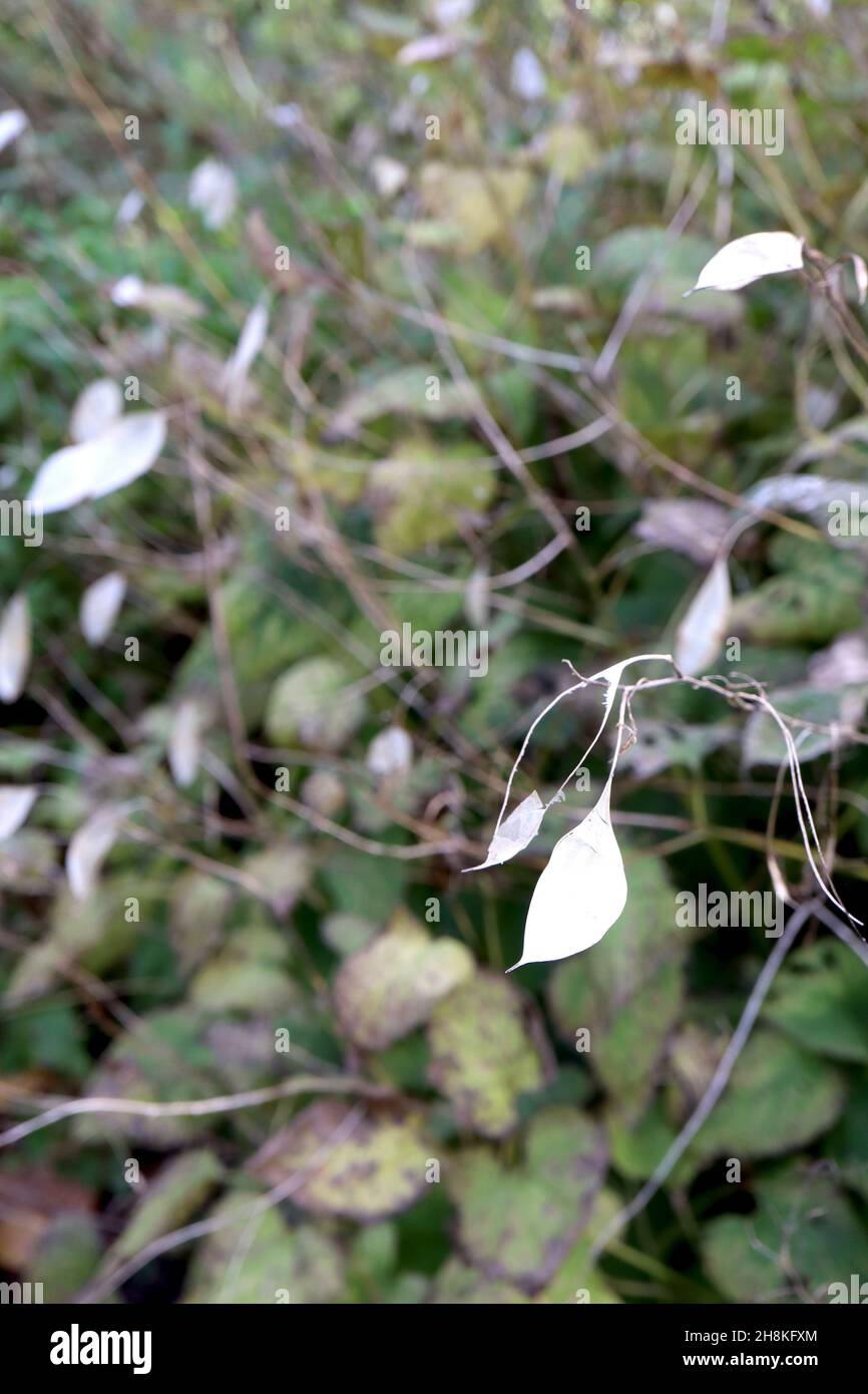 Translucent seed heads hi-res stock photography and images - Alamy