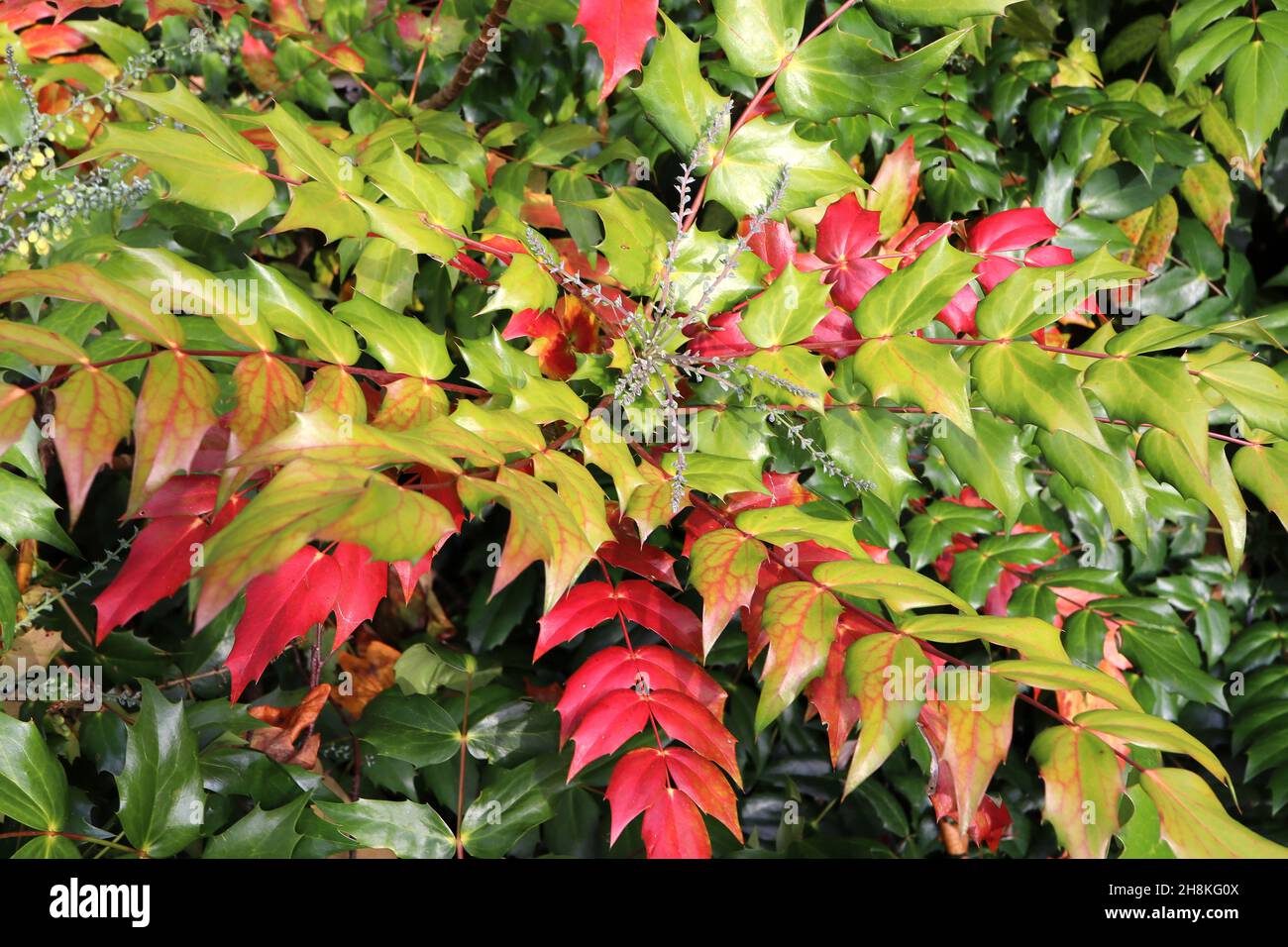 Mahonia japonica hi-res stock photography and images - Alamy