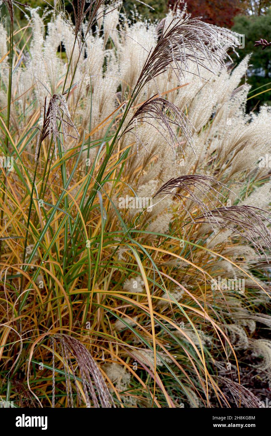 Miscanthus nepalensis Himalayan fairy grass, Miscanthus sinensis ...