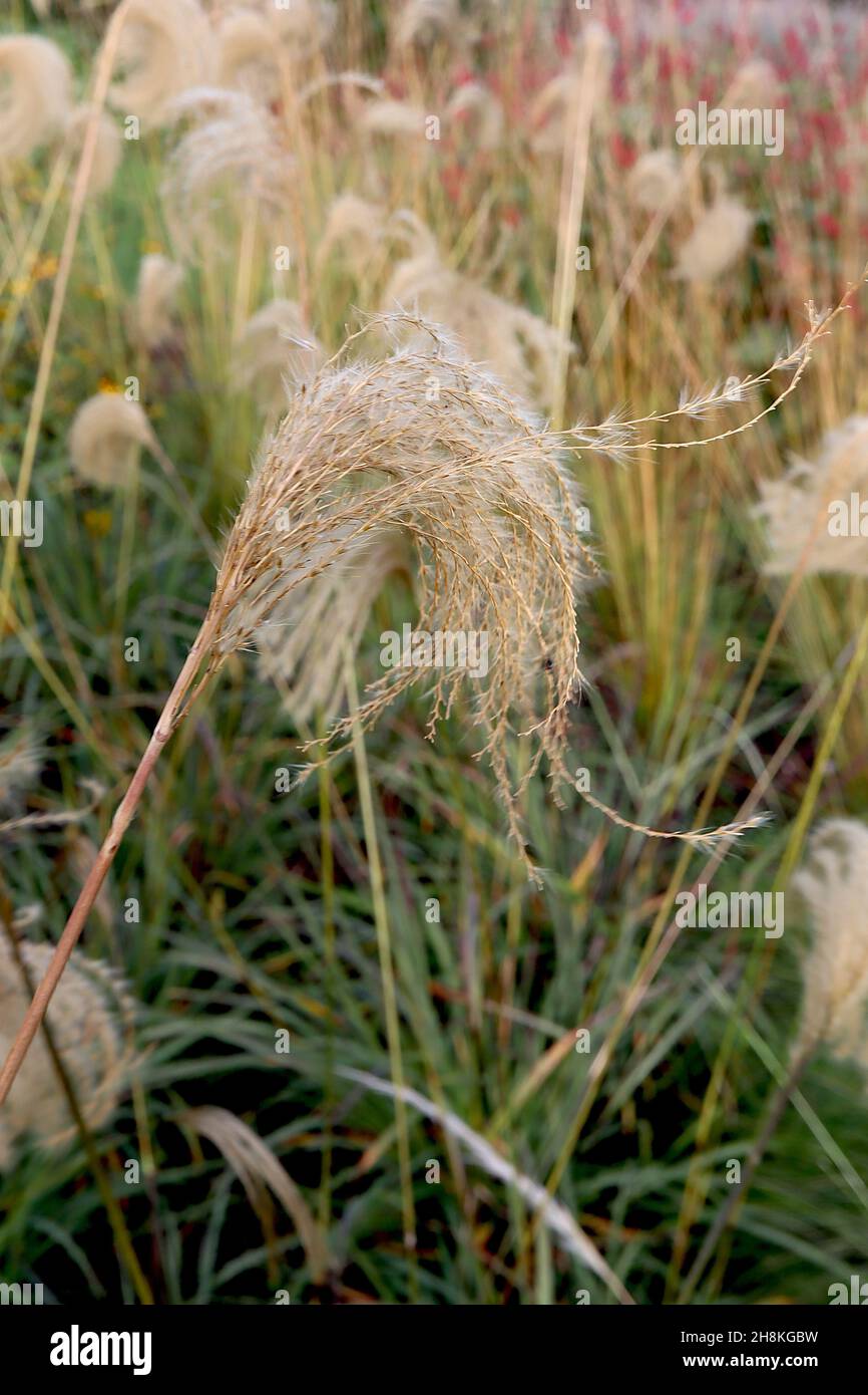 Miscanthus nepalensis Himalayan fairy grass – panicles of curved buff ...