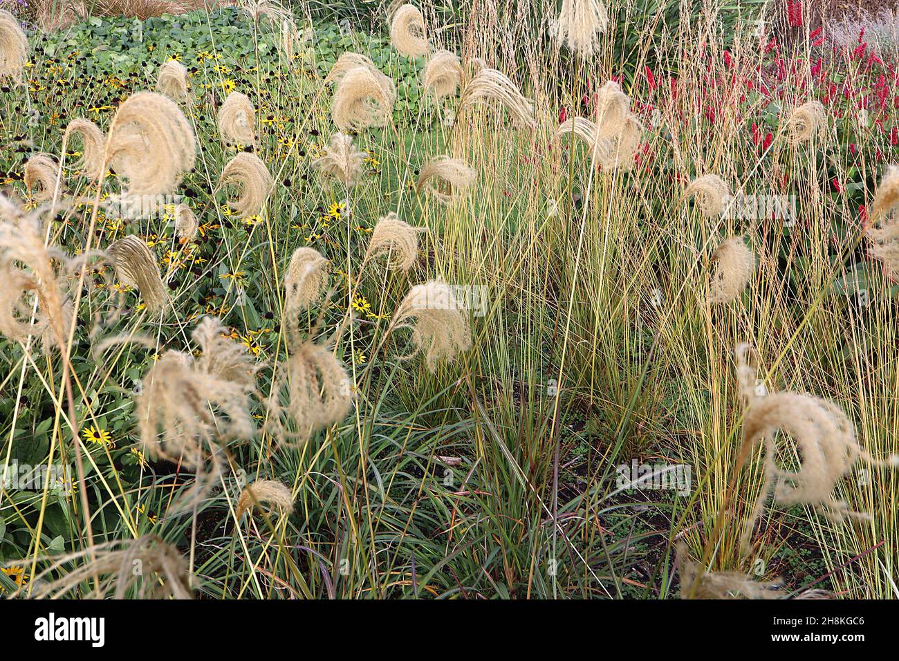 Miscanthus nepalensis Himalayan fairy grass – panicles of curved buff ...