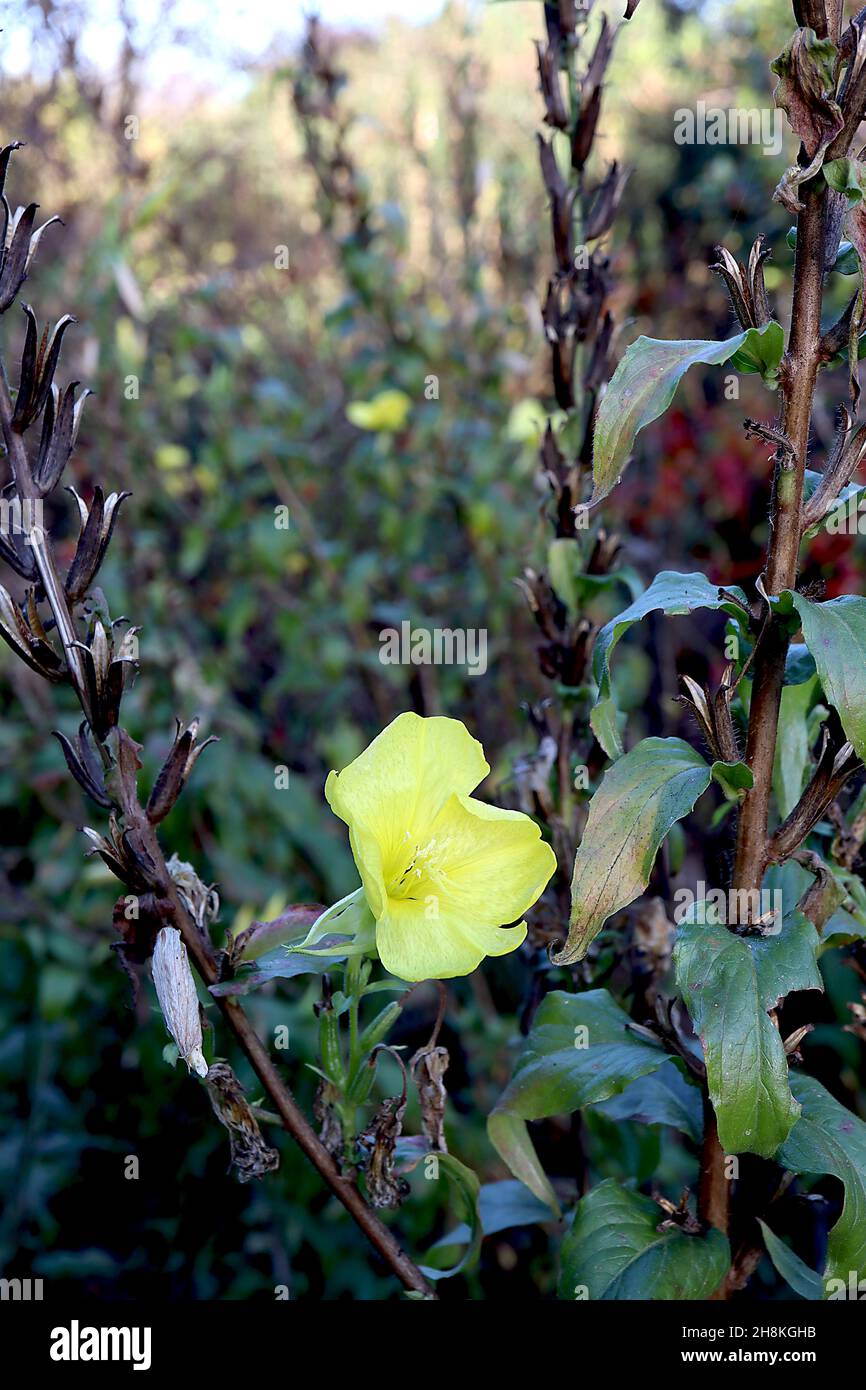 Oenothera biennis evening primrose – small bowl-shaped light yellow ...
