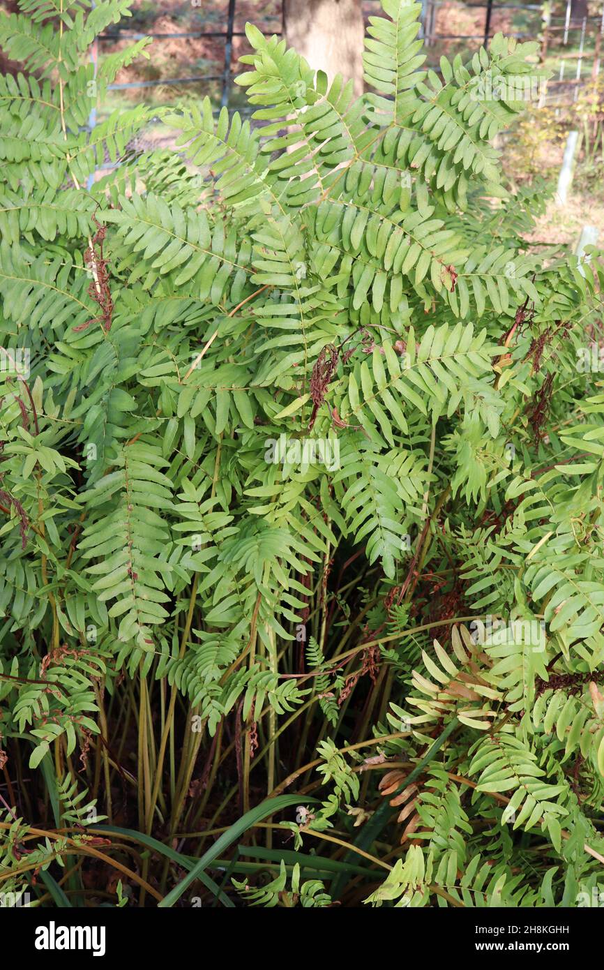 Osmunda regalis royal fern – giant fern with simple mid green bipinnate ...