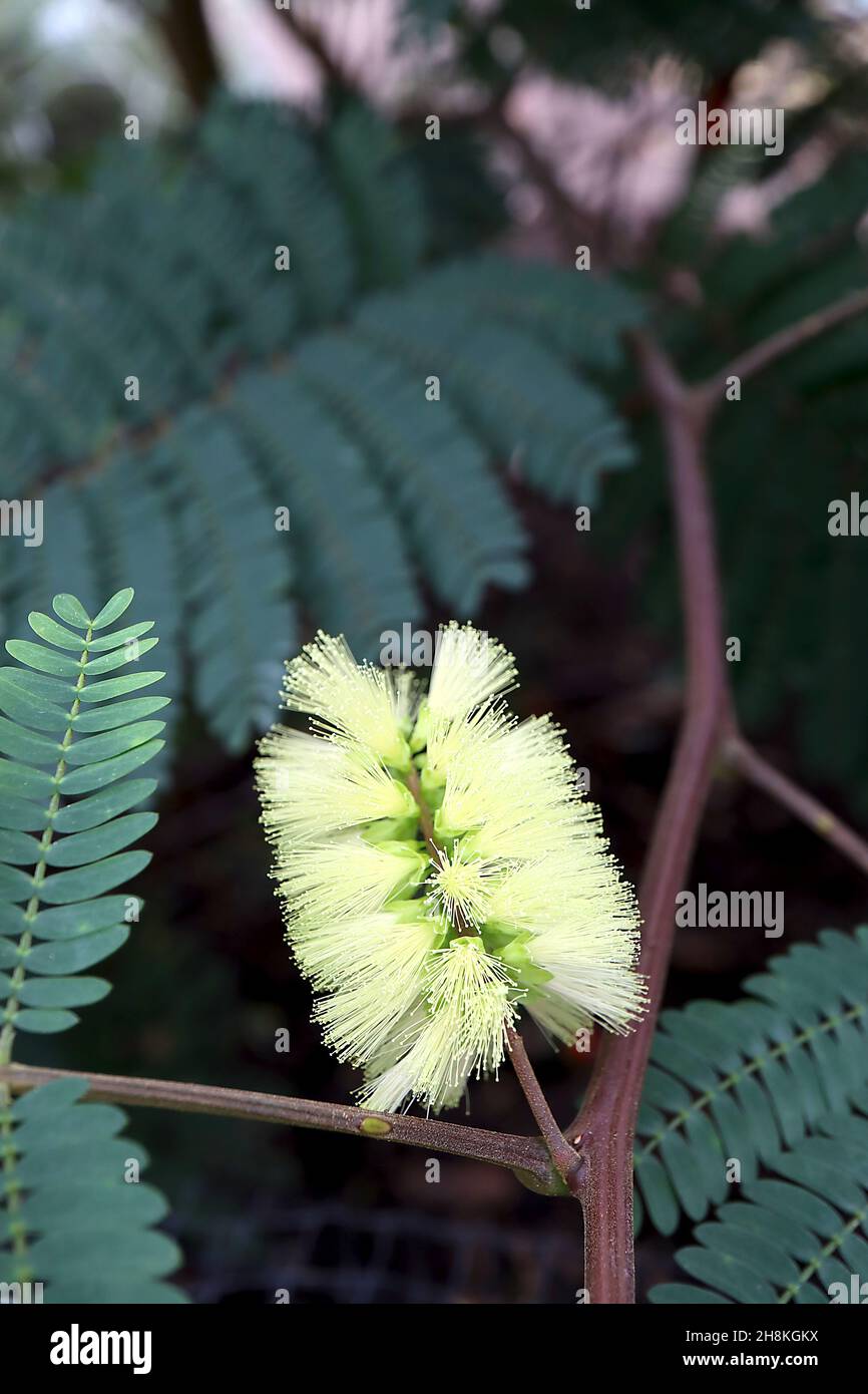 Paraserianthes lophantha cape wattle – pale yellow bottlebrush-like ...