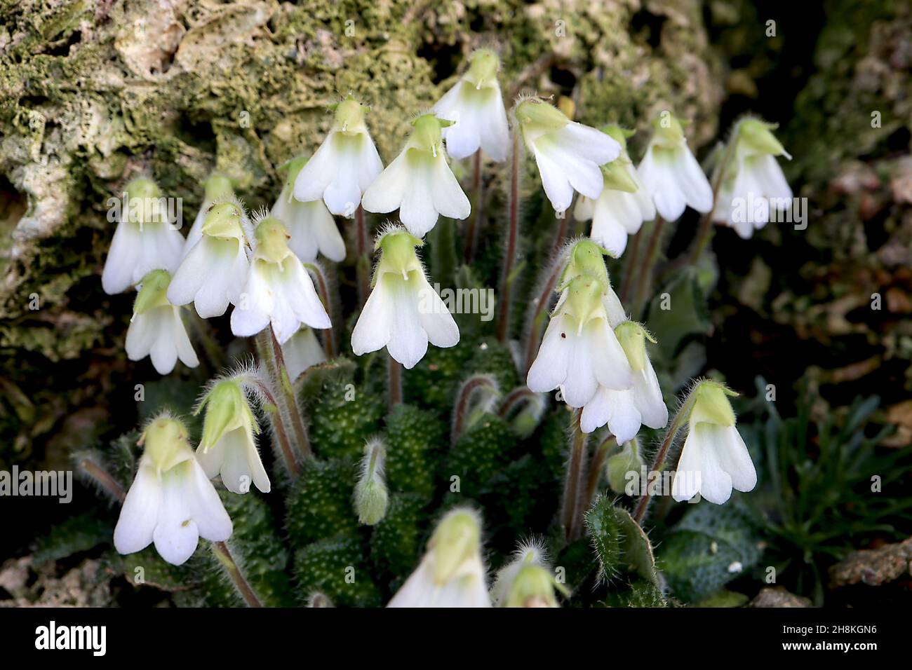 Pustulated leaves hi-res stock photography and images - Alamy