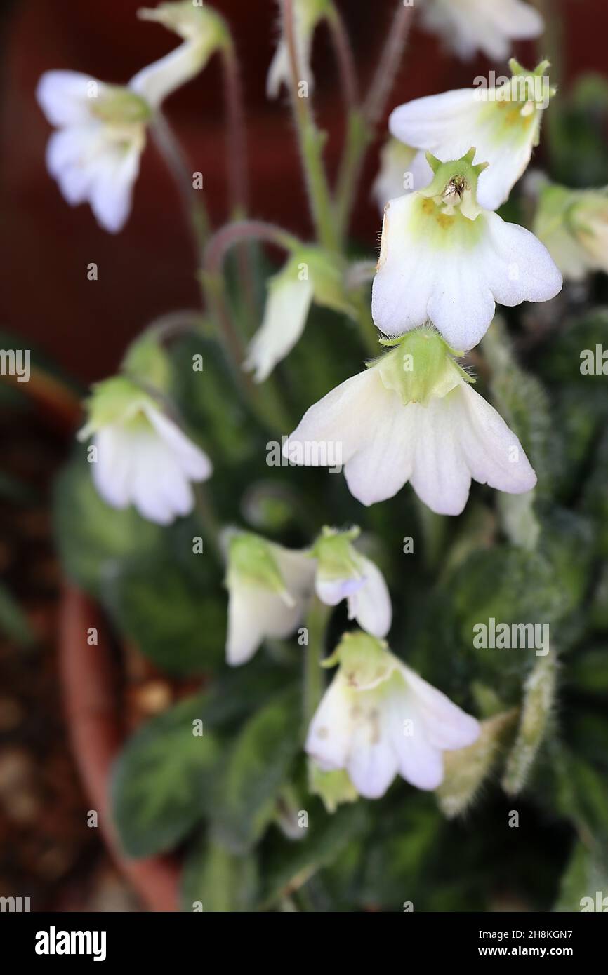 Stippled hi-res stock photography and images - Alamy