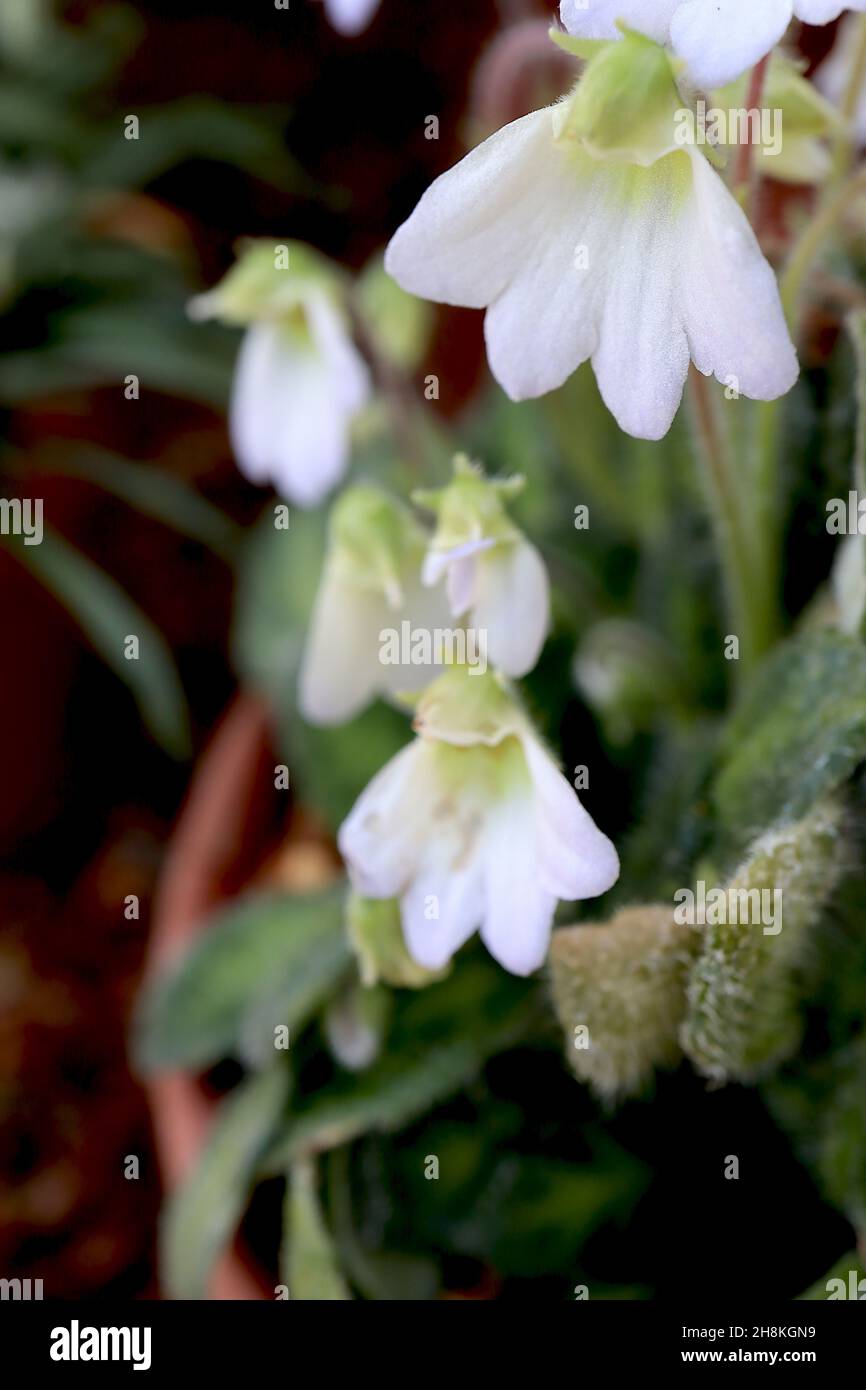 Petrocosmea cryptica ‘Whirlpool’ white fan-like flowers with notched ...