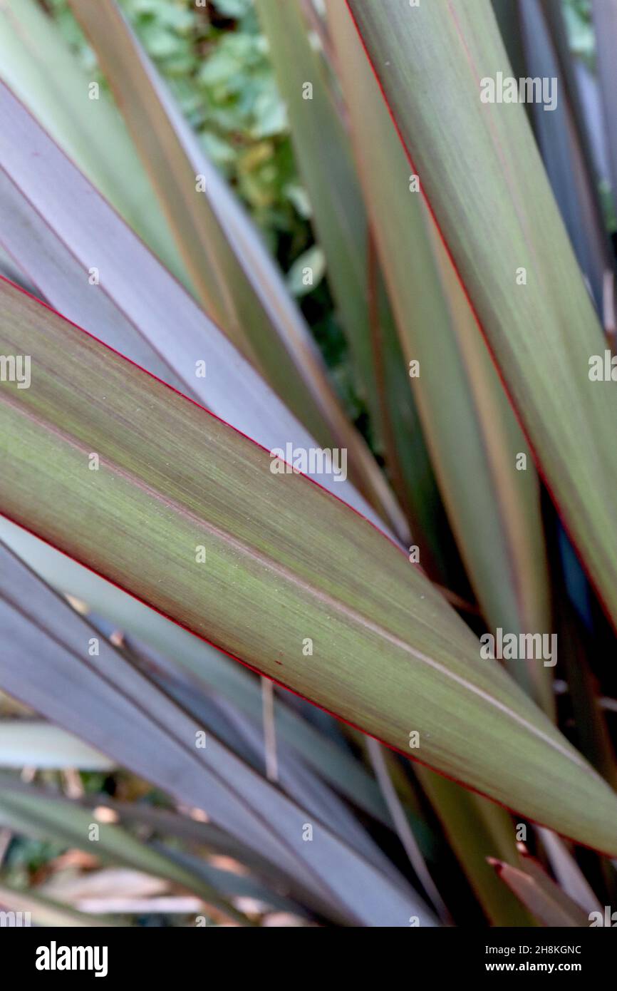 Phormium tenax bronze baby hi-res stock photography and images - Alamy
