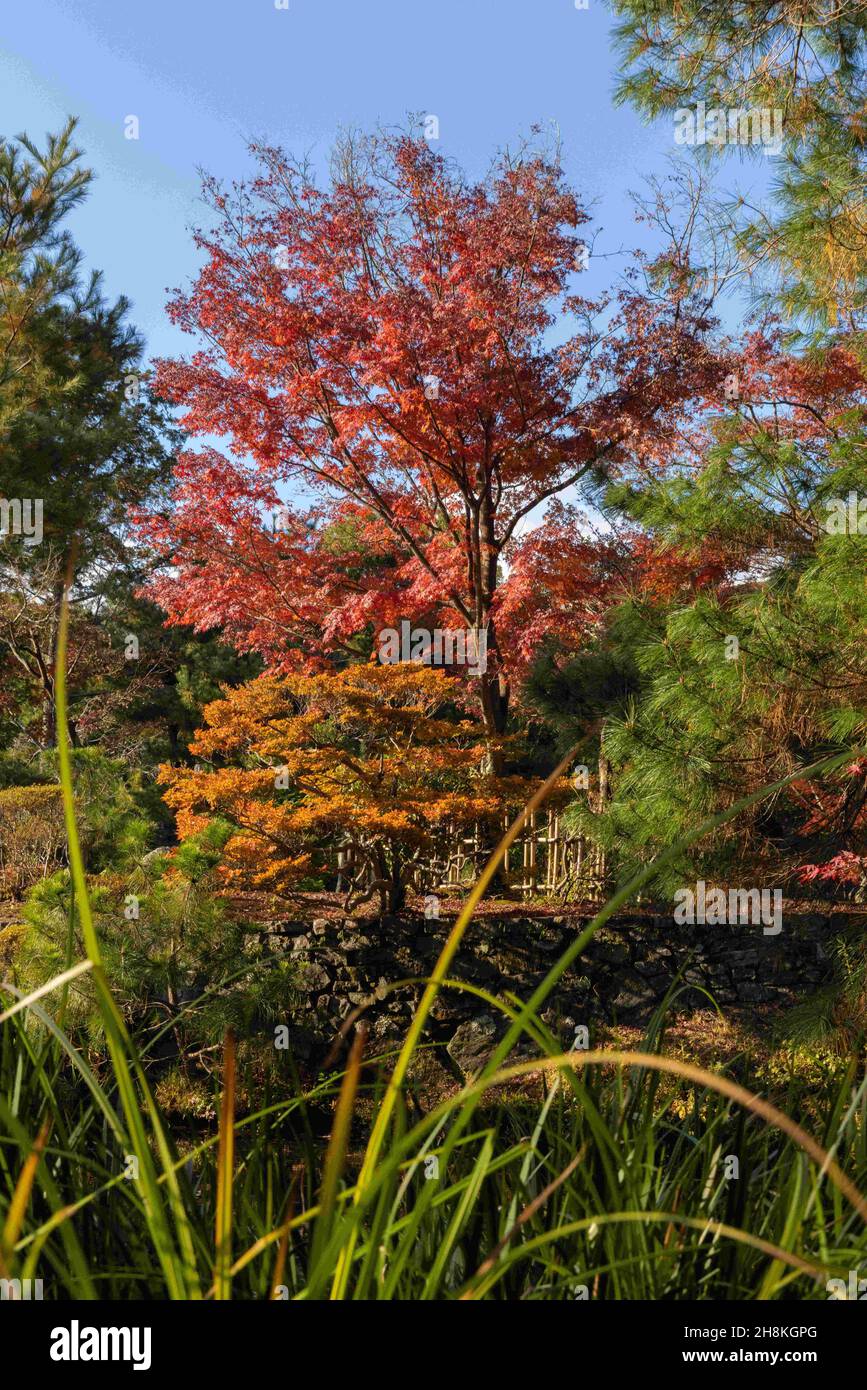 Kyoto, Japan. 26th Nov, 2021. Momiji tree (Japanese Maple) seen near ...