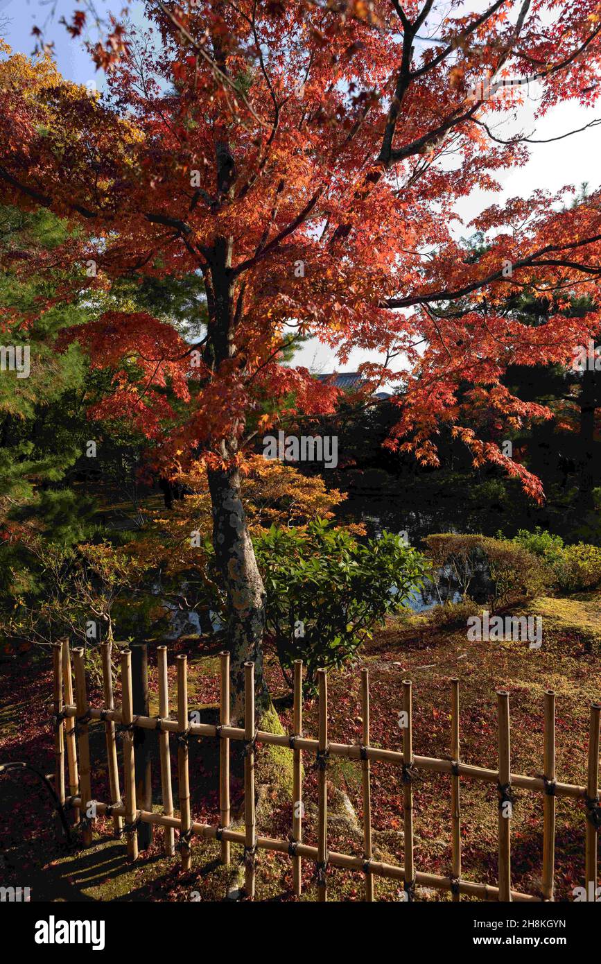 Kyoto, Japan. 26th Nov, 2021. Momiji tree (Japanese Maple) seen on a ...
