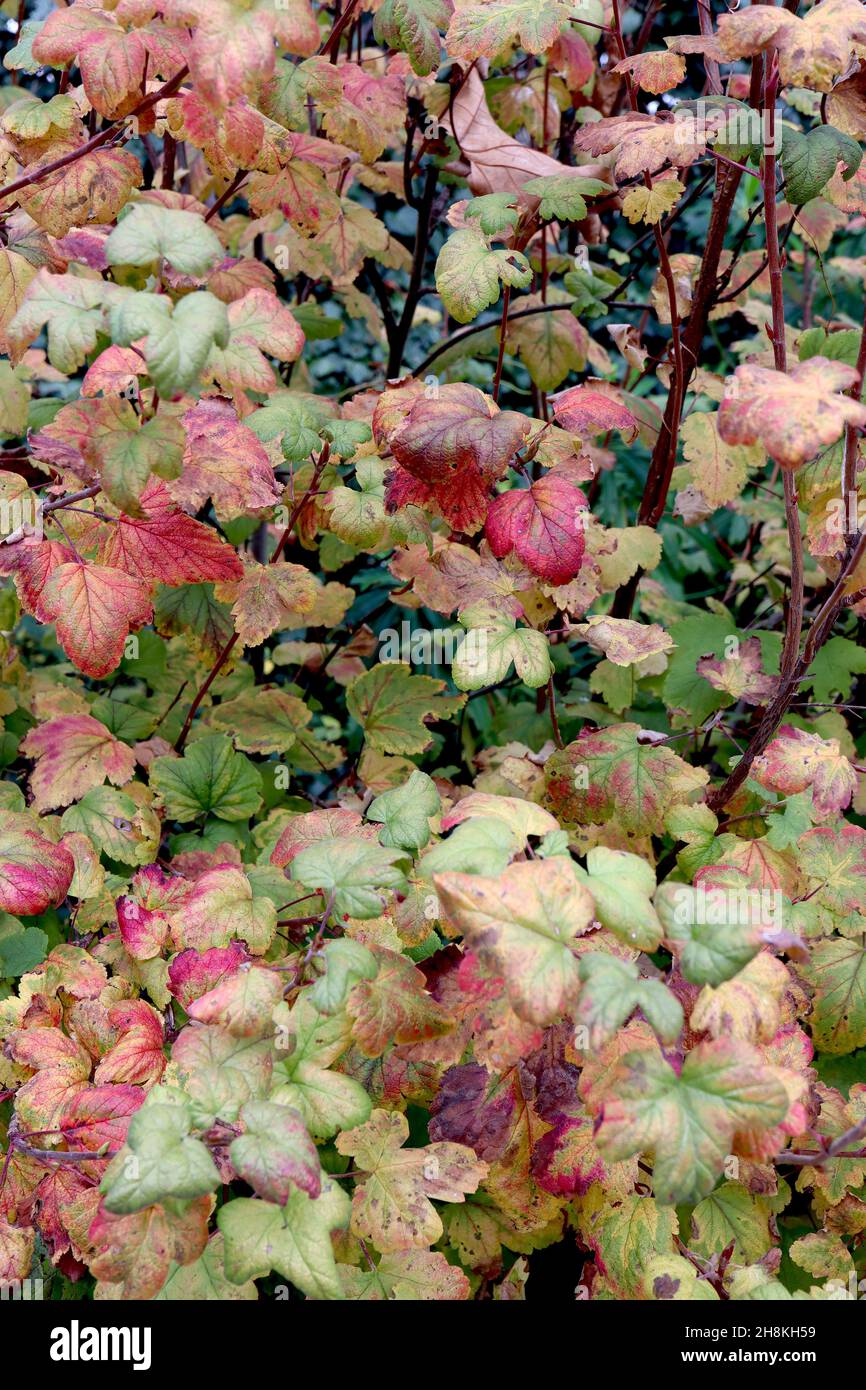 Ribes sanguineum flowering currant – yellow green and red three-lobed ...