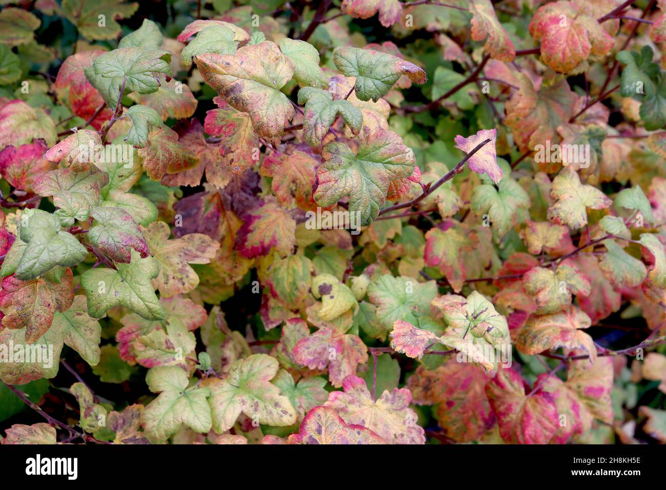 Ribes sanguineum flowering currant – yellow green and red three-lobed ...