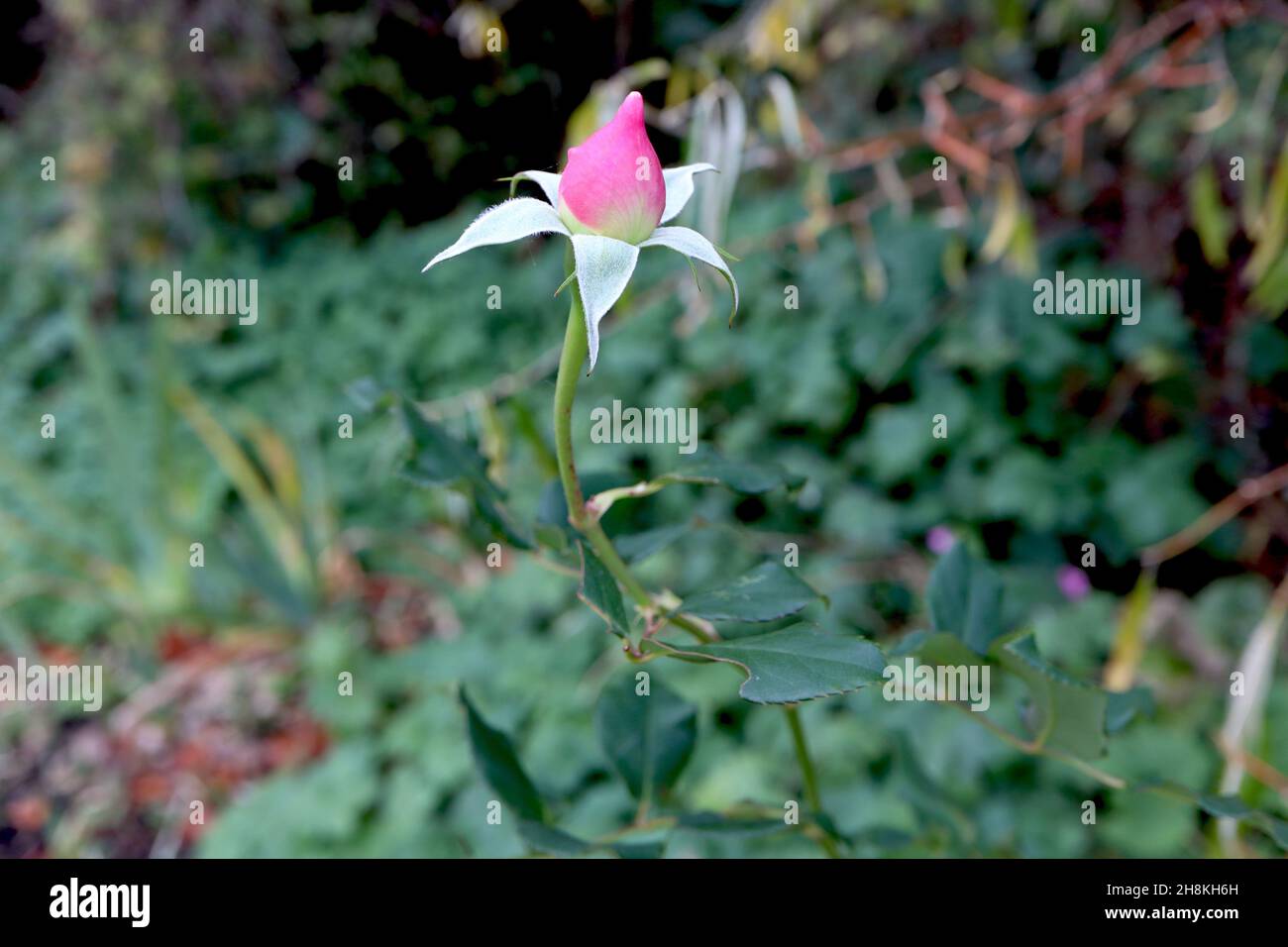 Rosa ‘City of London’ (Floribunda rose) rose City of London – late ...