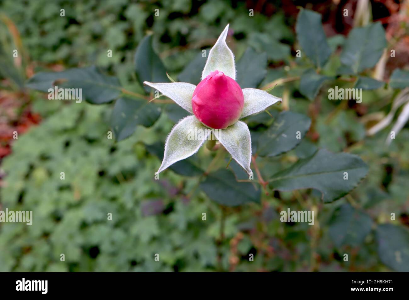 Rosa ‘City of London’ (Floribunda rose) rose City of London – late ...