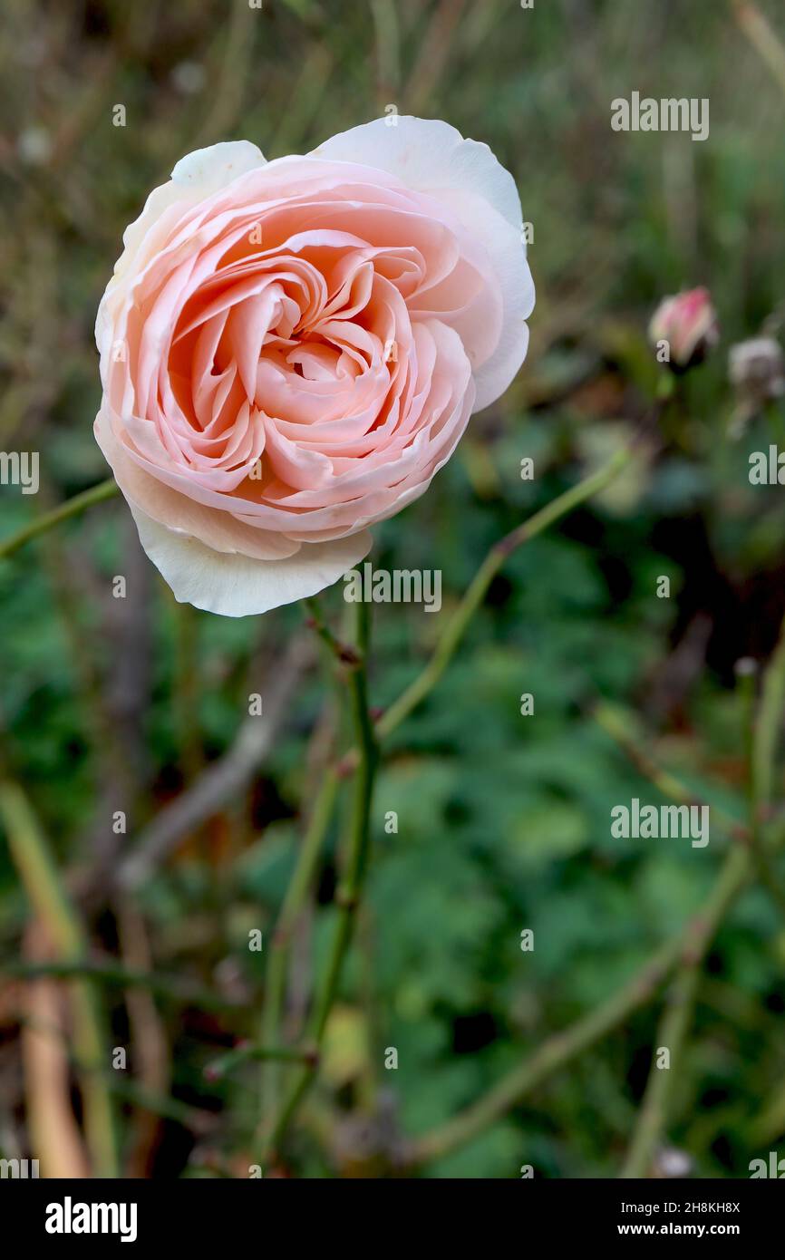 Rosa Souvenir de la Malmaison ? (climbing rose) rose Souvenir de la ...