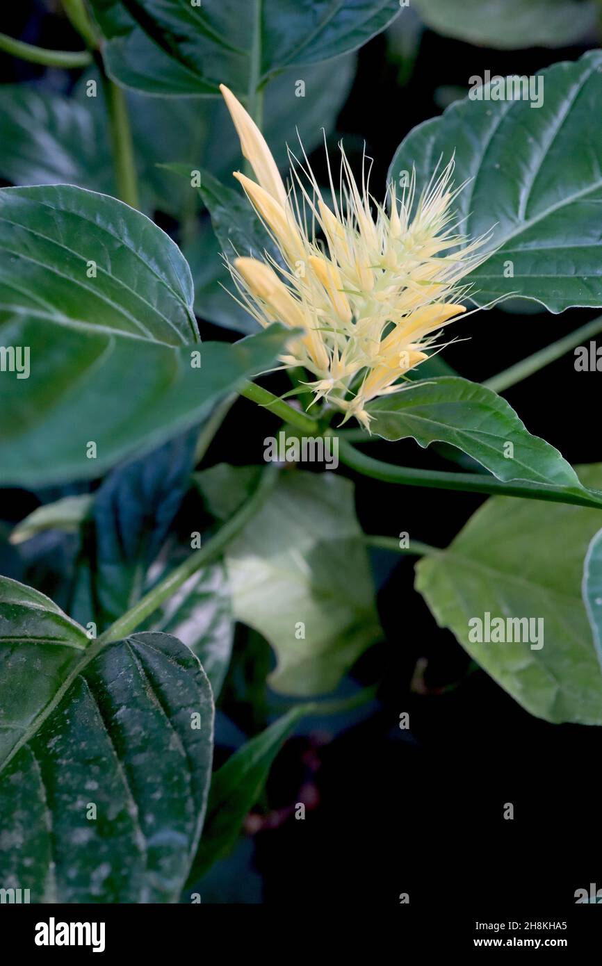 Schaueria flavicoma golden plume – tubular pale yellow flowers in ...