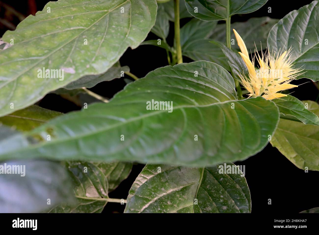 Schaueria flavicoma golden plume – tubular pale yellow flowers in ...