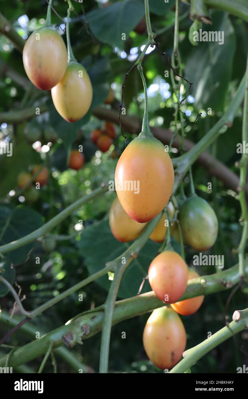 Egg shaped fruit hi-res stock photography and images - Alamy